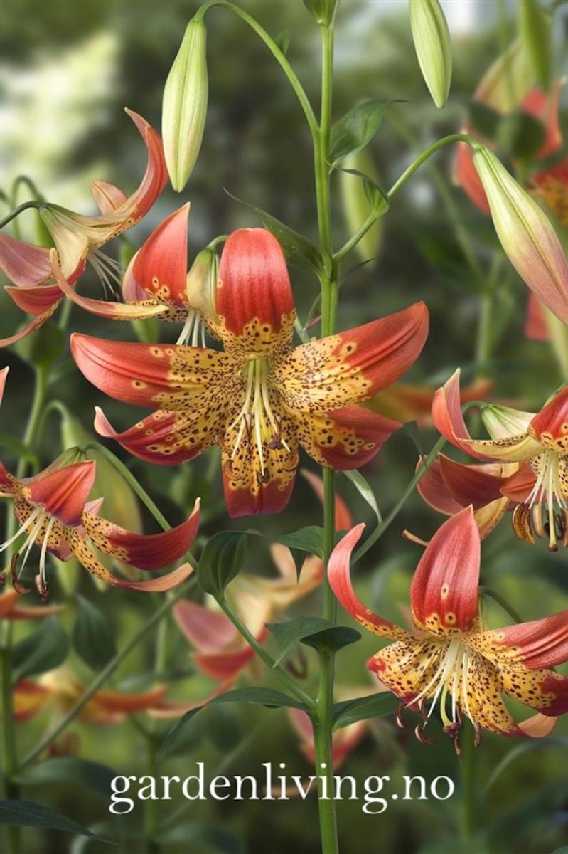 Lilje 'Fusion' - Lilium, 2 stk - Garden Living