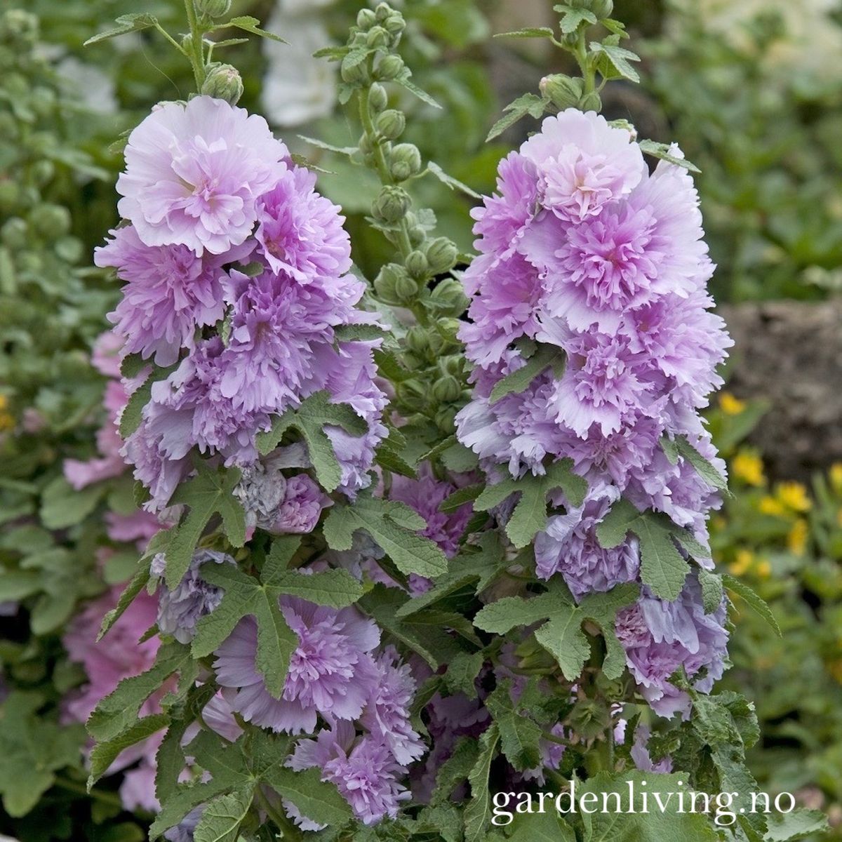 Stokkrose 'Spring Celebrities Lilac'- Alcea rosea - Garden Living