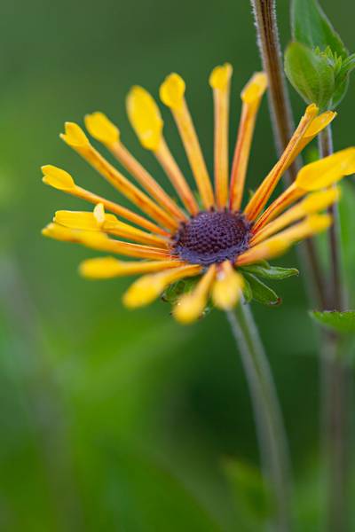 Ryllik 'Colorado Mixed' - Achillea millefolium - Garden Living